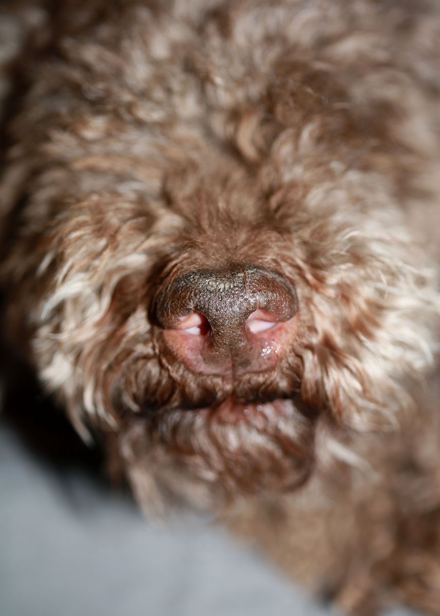'Dog nose lagotto romagnolo' Poster, picture, metal print, paint by ...