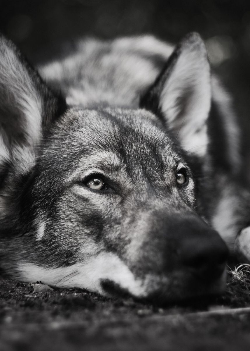 'cute wolf face poster' Poster by Maltos | Displate