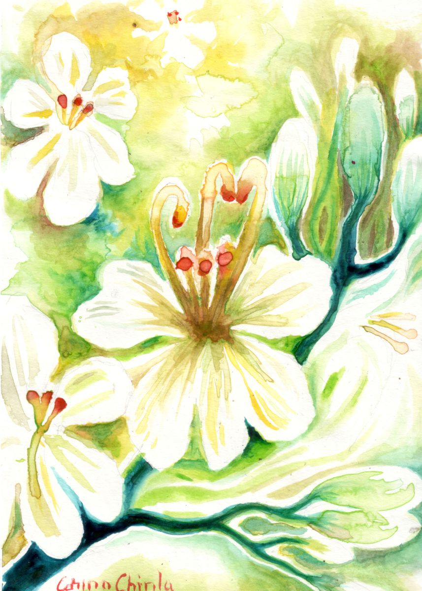 'Moringa flowers' Poster by | Displate