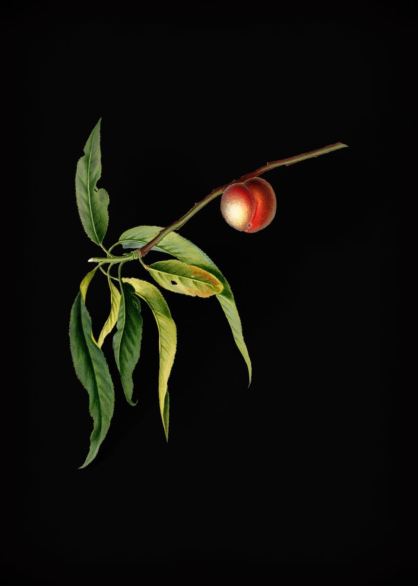 'Vintage Peaches Fruits Art' Poster by Holy Rock Design | Displate