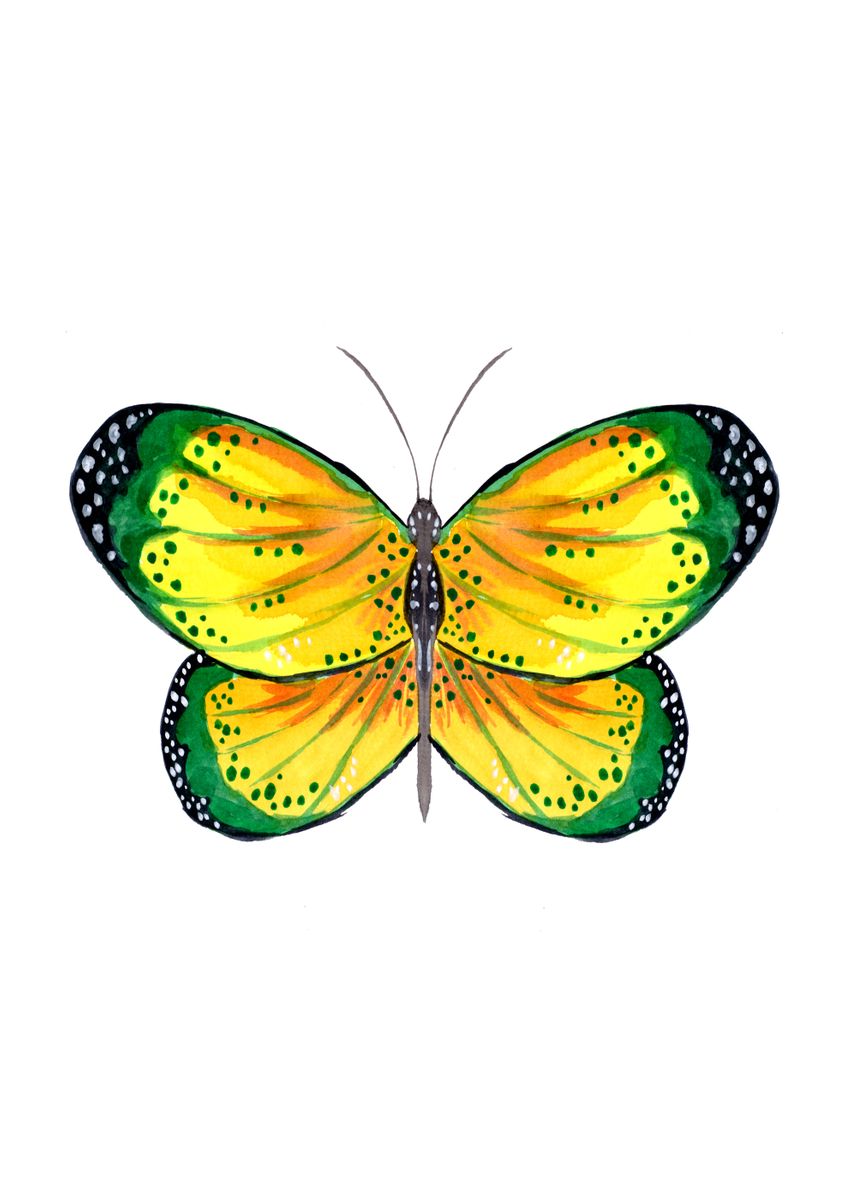 'Green and Yellow Butterfly' Poster, picture, metal print, paint by ...
