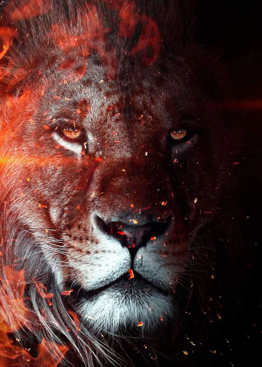 'fire lion king artwork 3' Poster, picture, metal print, paint by mk ...