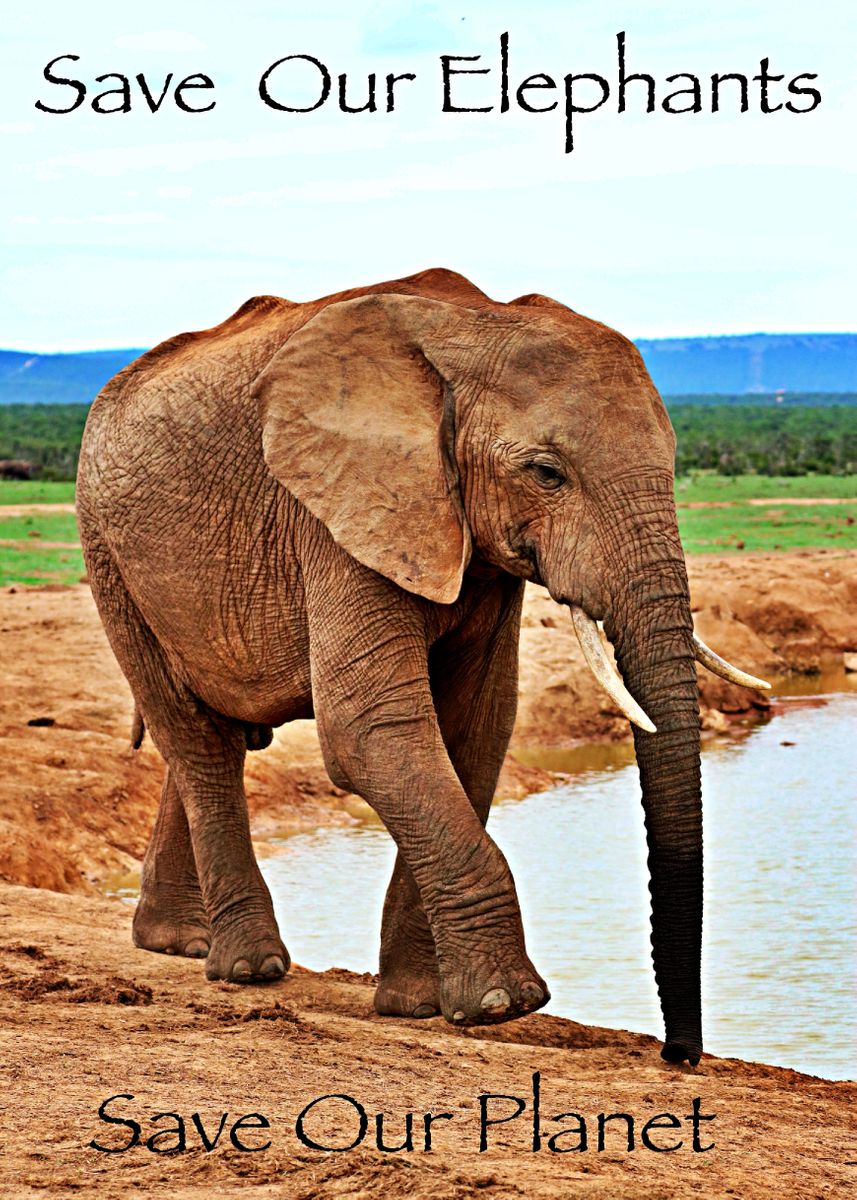 'Save our elephants' Poster, picture, metal print, paint by Jane ...