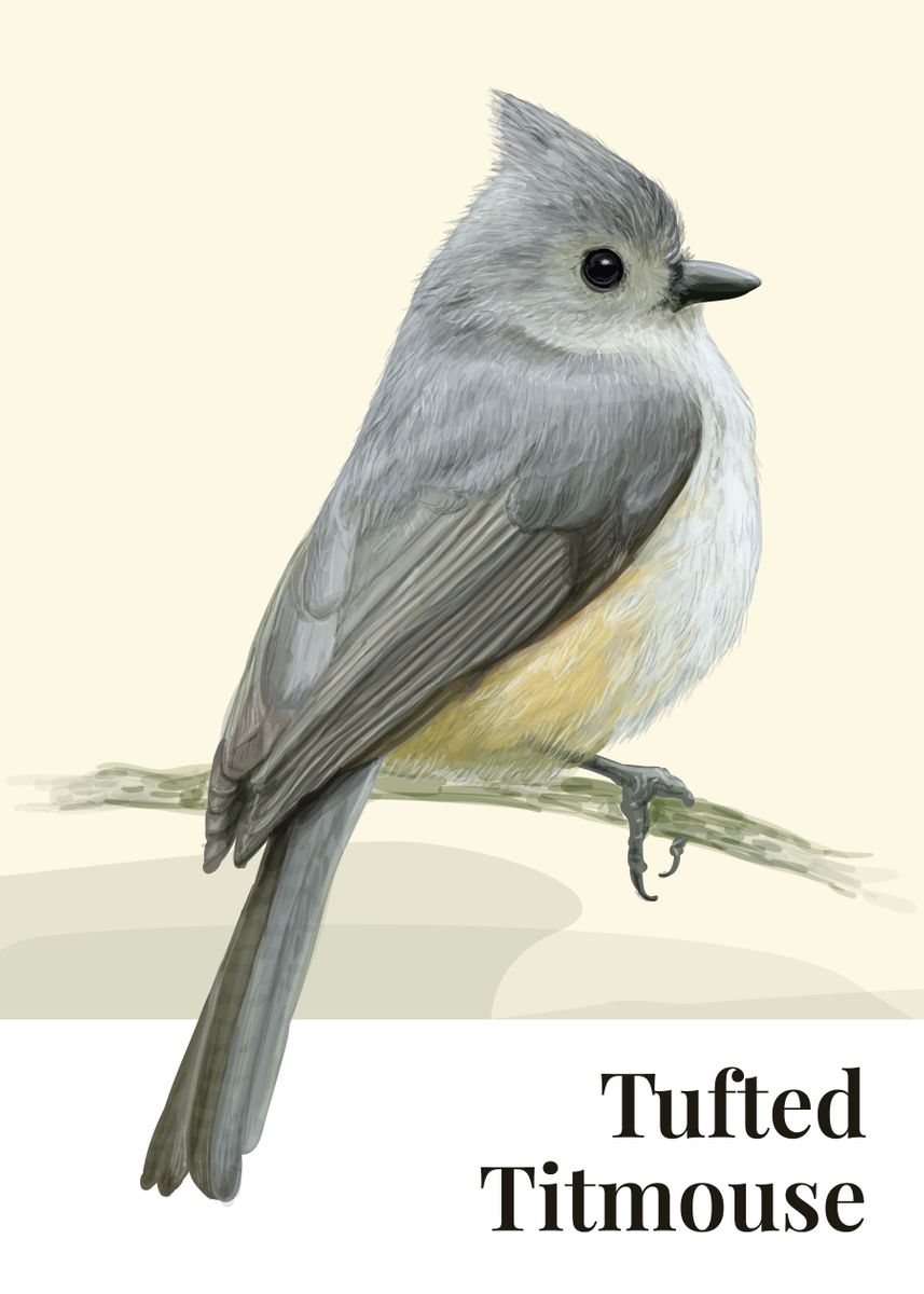 'Tufted Titmouse Bird' Poster, picture, metal print, paint by Human ...