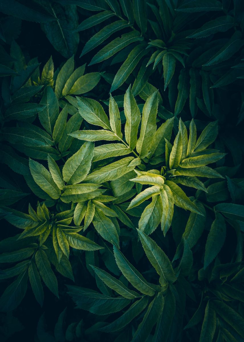 'green colorful plant' Poster, picture, metal print, paint by Lunaxys ...