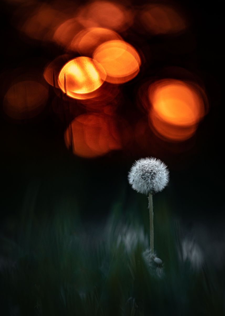 'Golden dandelion' Poster by Wiktor Borozdin | Displate