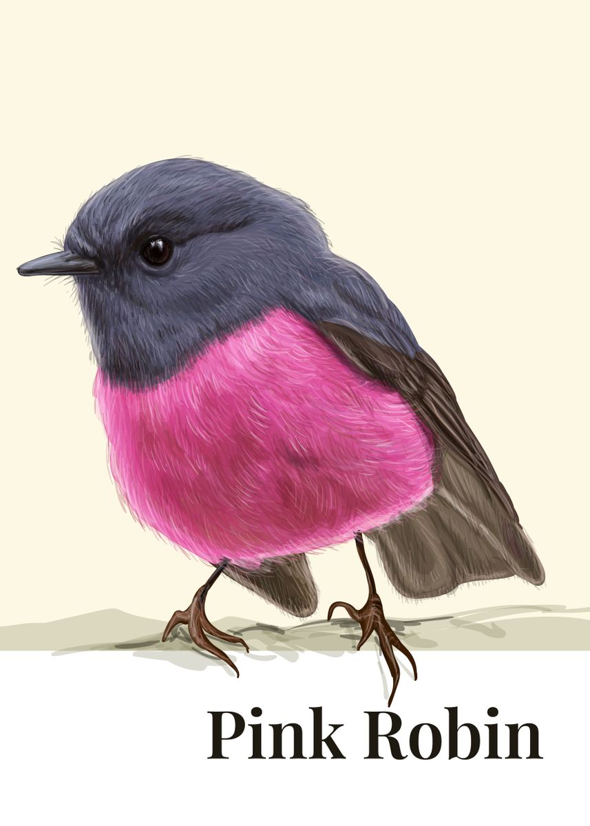 'Pink Robin Bird' Poster, picture, metal print, paint by Human Shadow ...