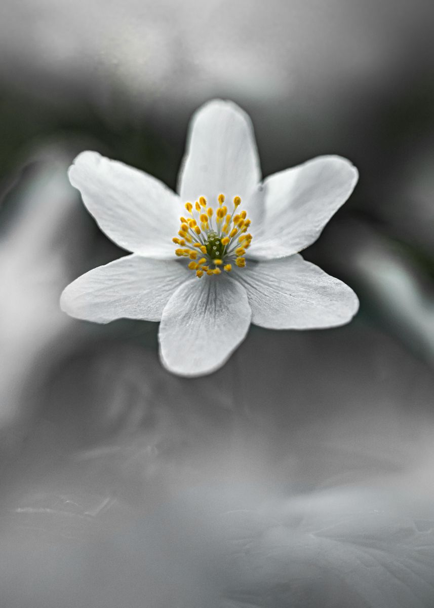 'White star' Poster by Wiktor Borozdin | Displate