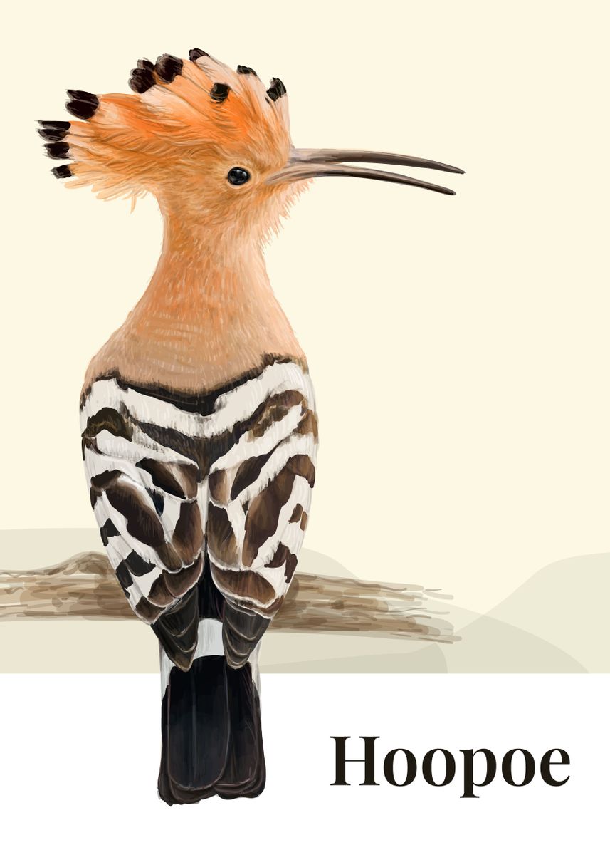 'Hoopoe Bird' Poster by Human Shadow | Displate