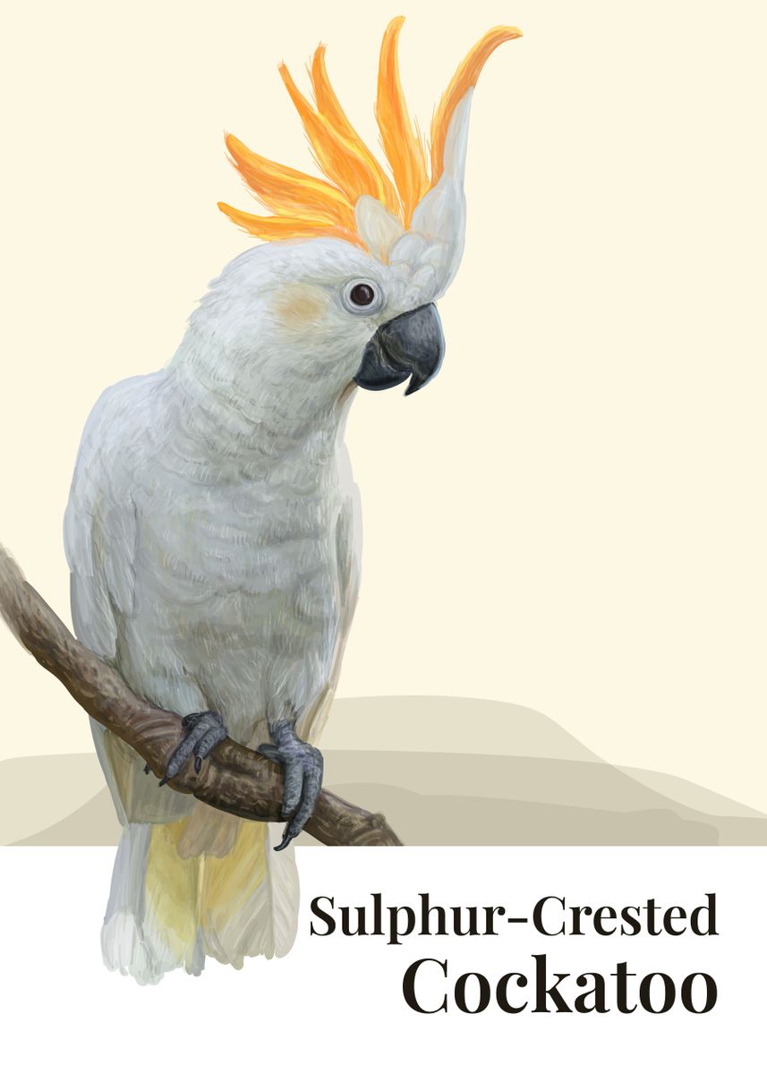 'Sulphur Crested Cockatoo' Poster, picture, metal print, paint by Human ...