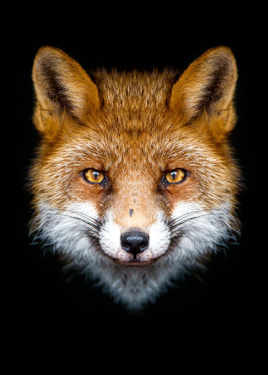 'red FOX head black poster' Poster by MK studio | Displate