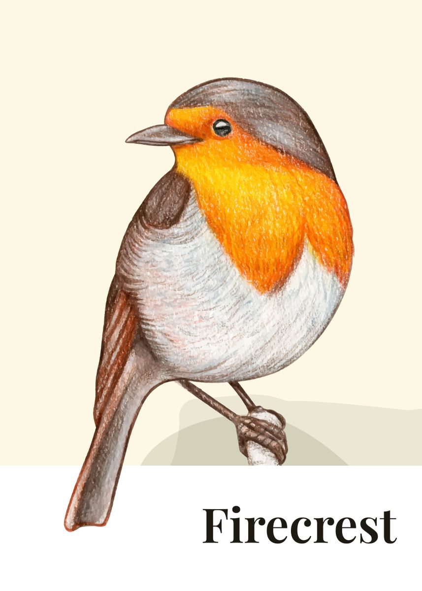 'Firecrest Bird' Poster, picture, metal print, paint by Human Shadow ...