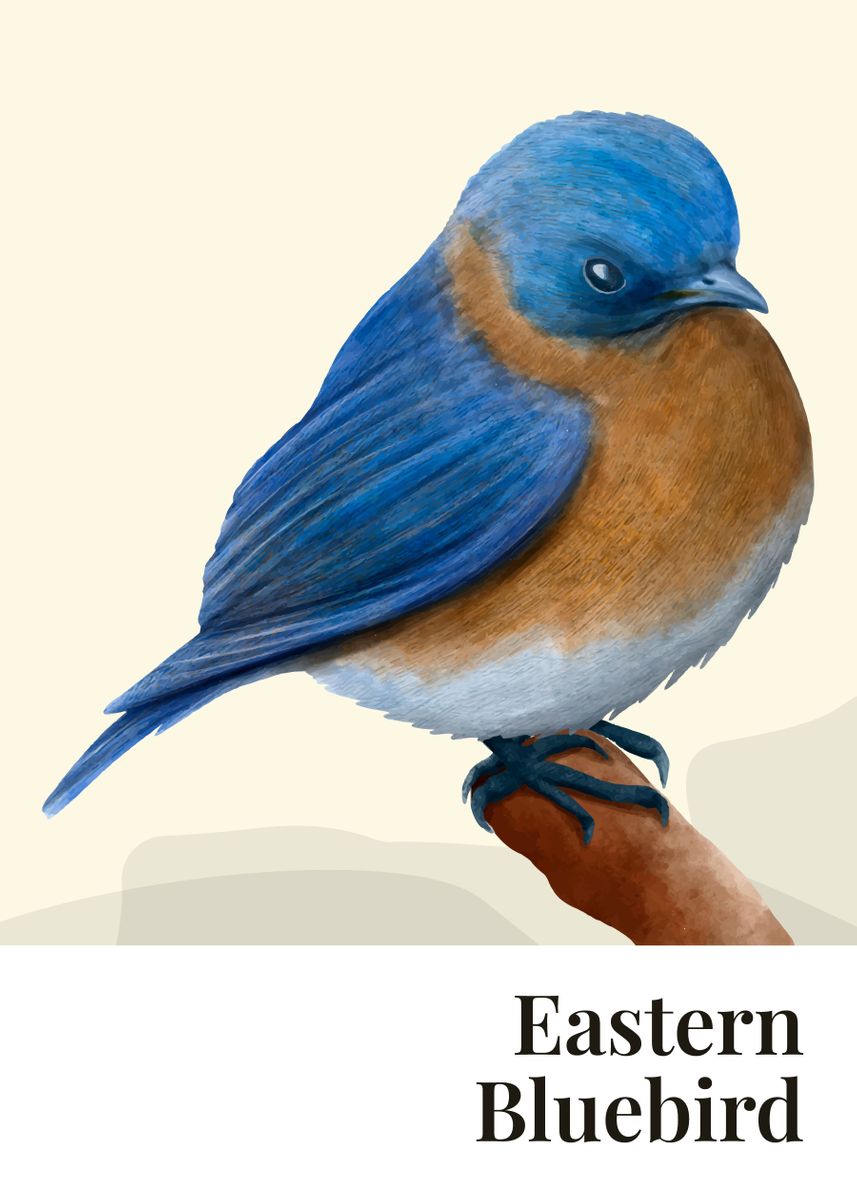 'Eastern Bluebird' Poster, picture, metal print, paint by Human Shadow ...
