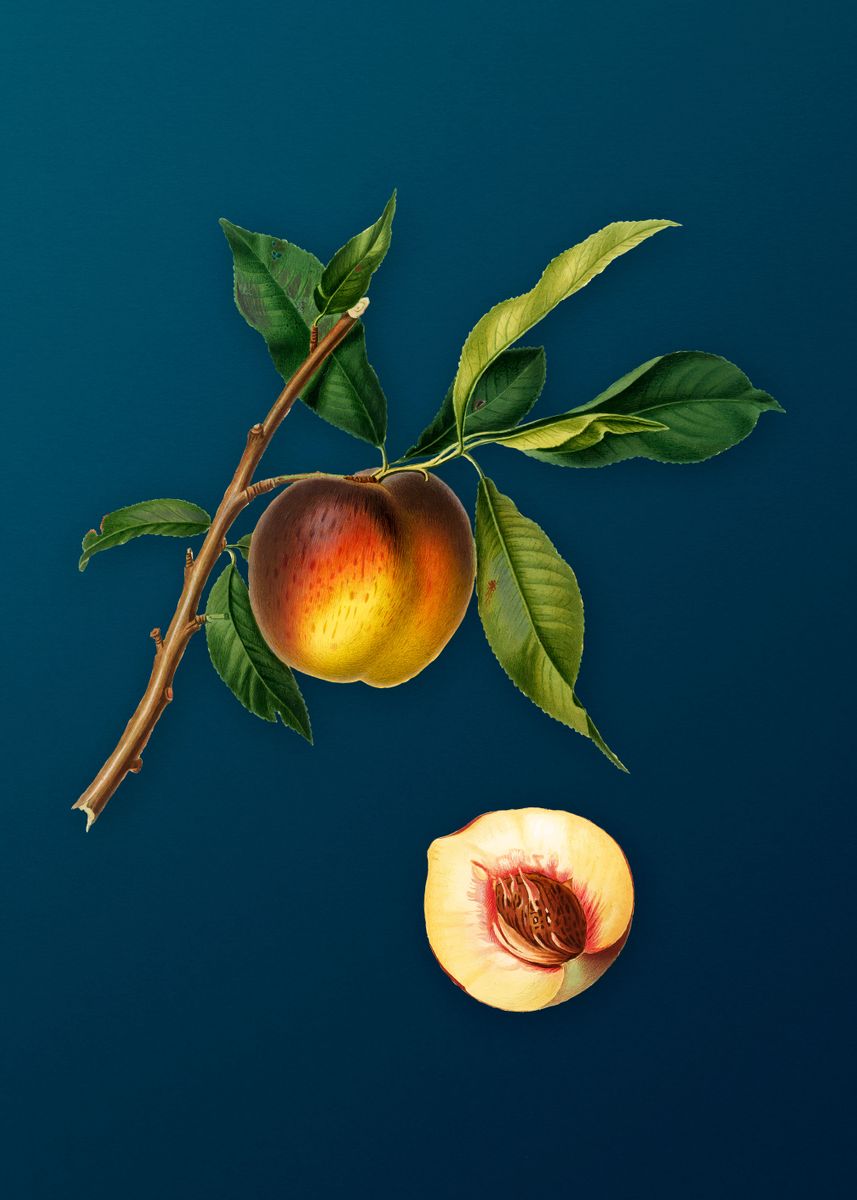 'Vintage Peach Fruit Poster' Poster, picture, metal print, paint by ...