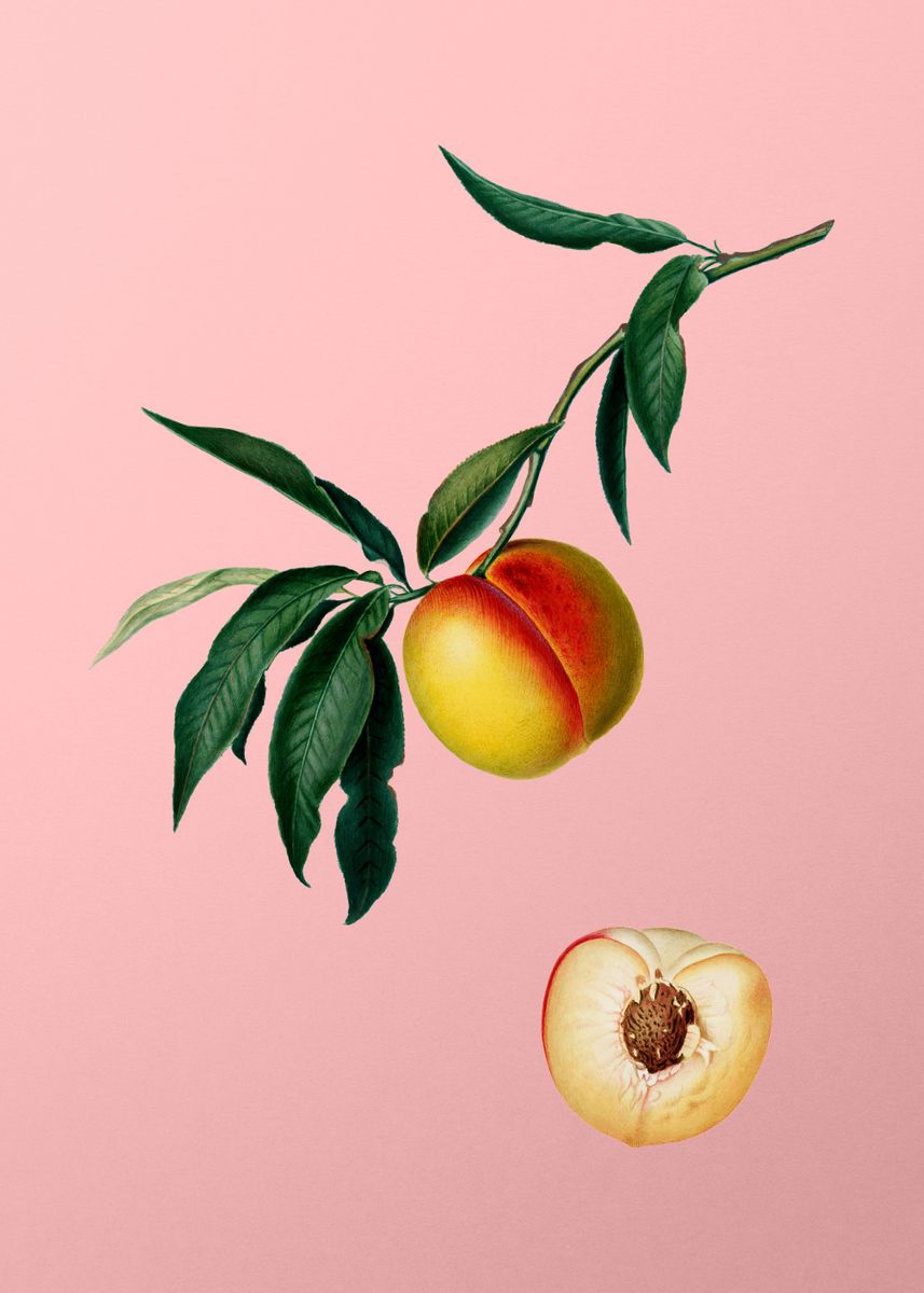 'Vintage Peach Fruit Poster' Poster, picture, metal print, paint by ...