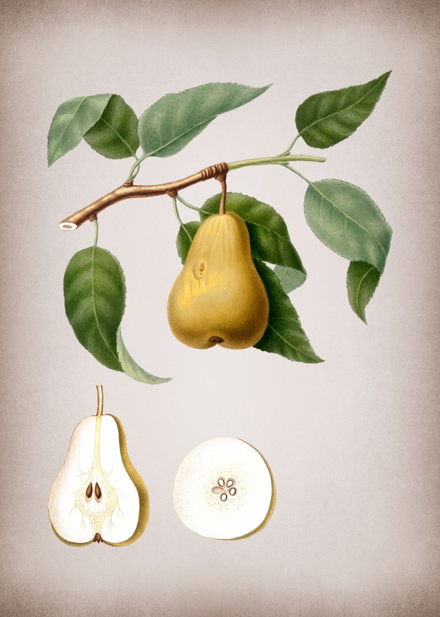 'Vintage Pear Fruit Poster' Poster, picture, metal print, paint by Holy ...