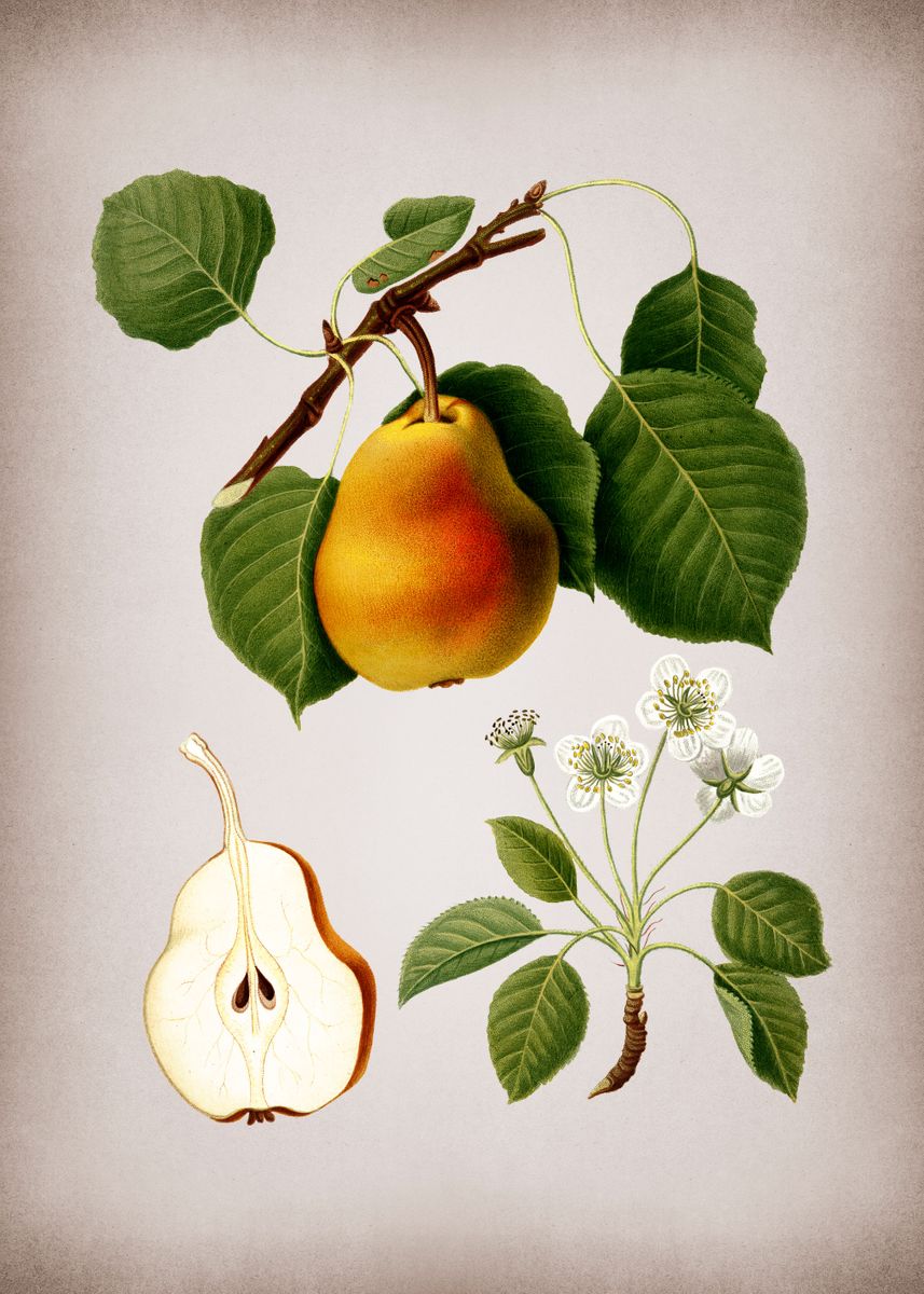 'Vintage Pear Fruit Poster' Poster, picture, metal print, paint by Holy ...