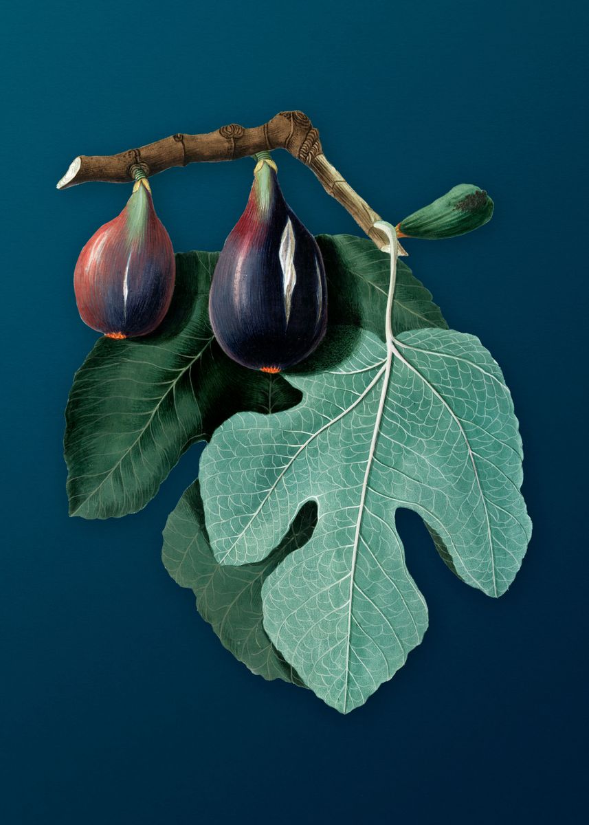 'Vintage Fig Illustration' Poster, picture, metal print, paint by Holy ...