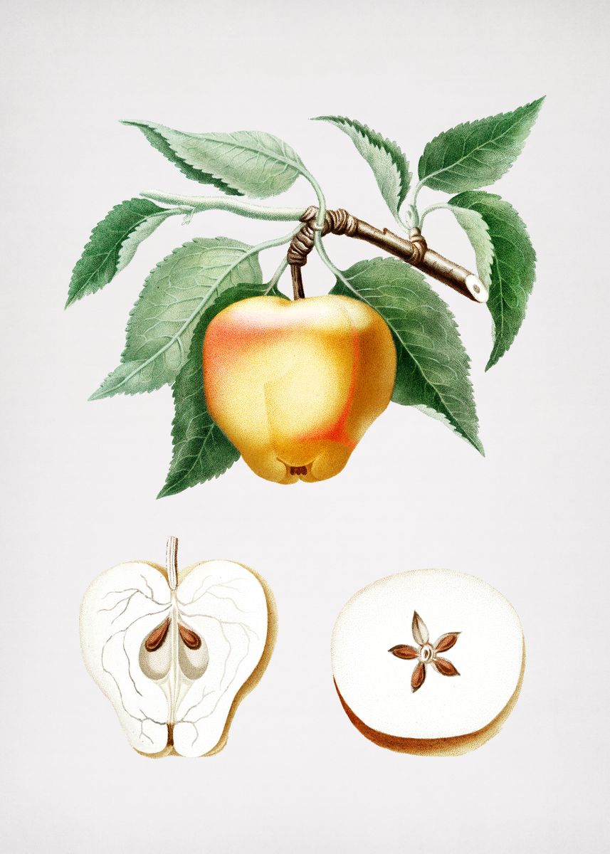 'Vintage Apple Illustration' Poster, picture, metal print, paint by ...