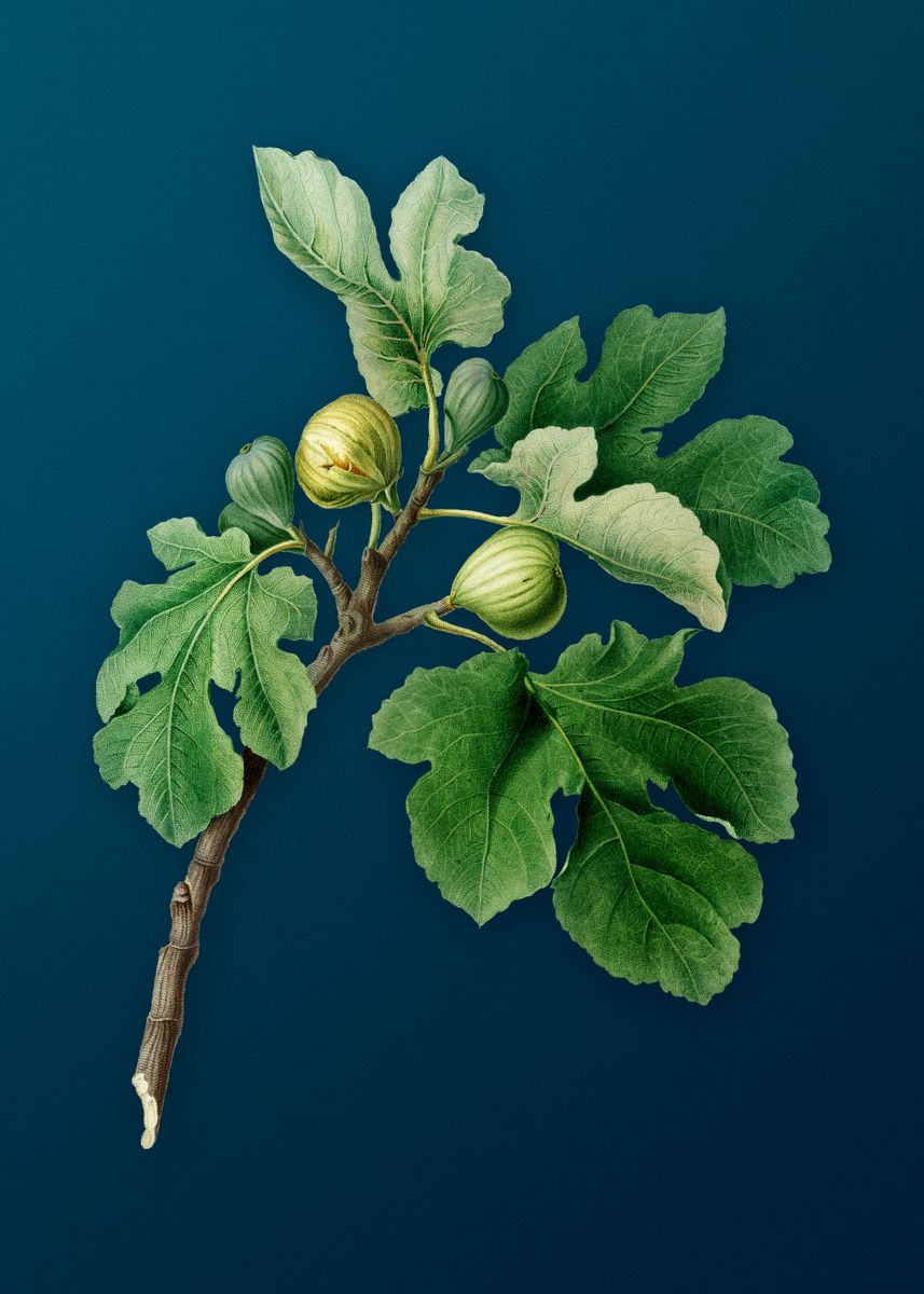 'Vintage Fig Illustration' Poster, picture, metal print, paint by Holy ...