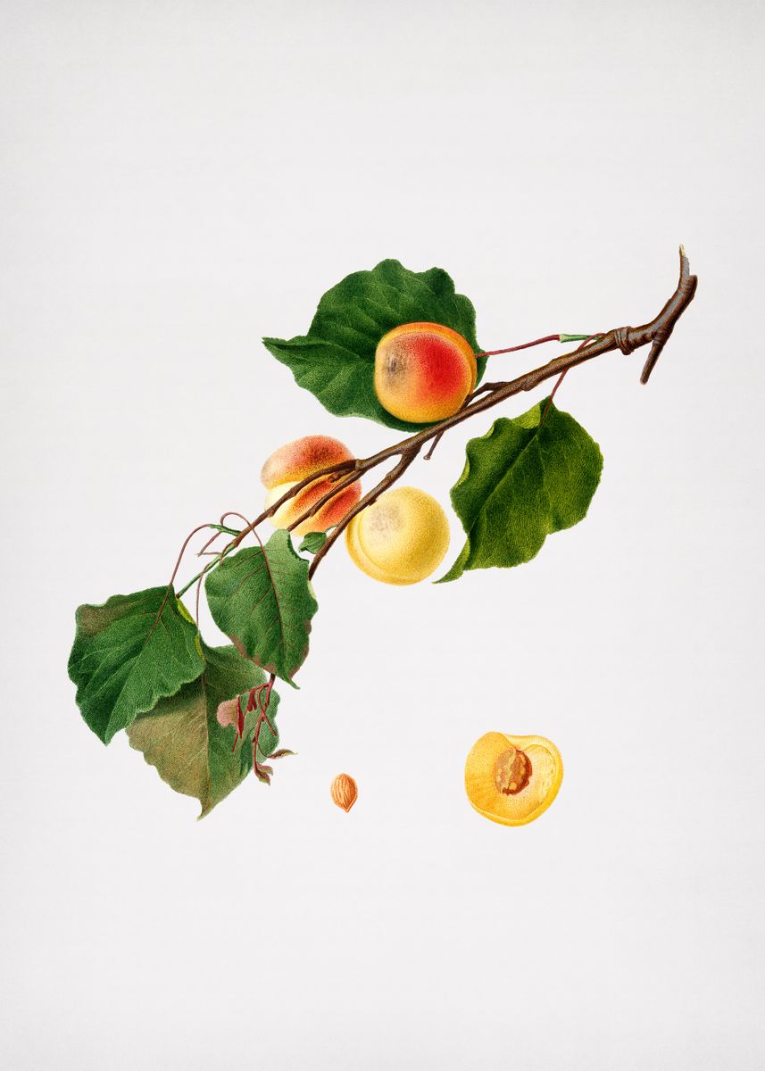 'Vintage Peach Illustration' Poster, picture, metal print, paint by ...