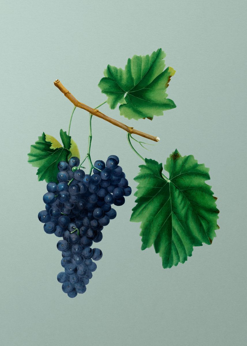 'Vintage Grapes Botanical' Poster by Holy Rock Design | Displate