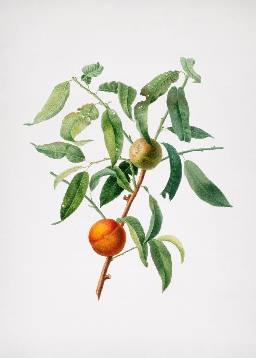 'Vintage Peach Illustration' Poster by Holy Rock Design | Displate