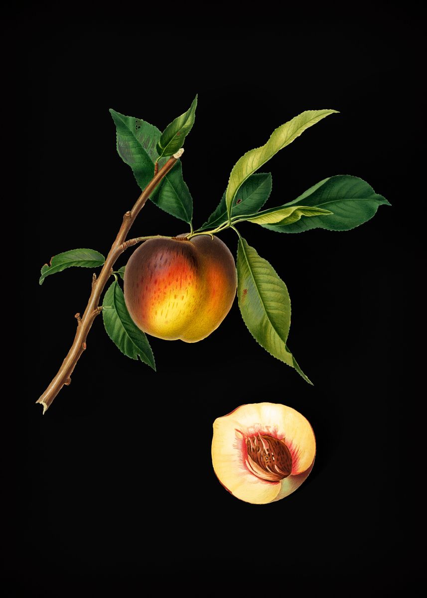 'Vintage Peach Fruit Poster' Poster, picture, metal print, paint by ...