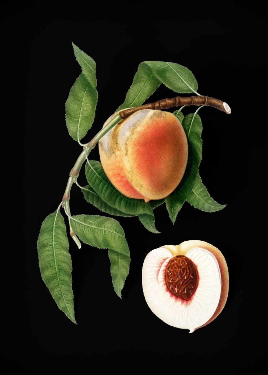 'Vintage Peach Fruit Poster' Poster, picture, metal print, paint by ...