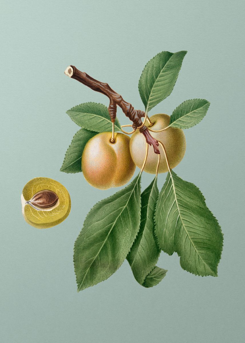 'Vintage Prune Painting ' Poster by Holy Rock Design | Displate