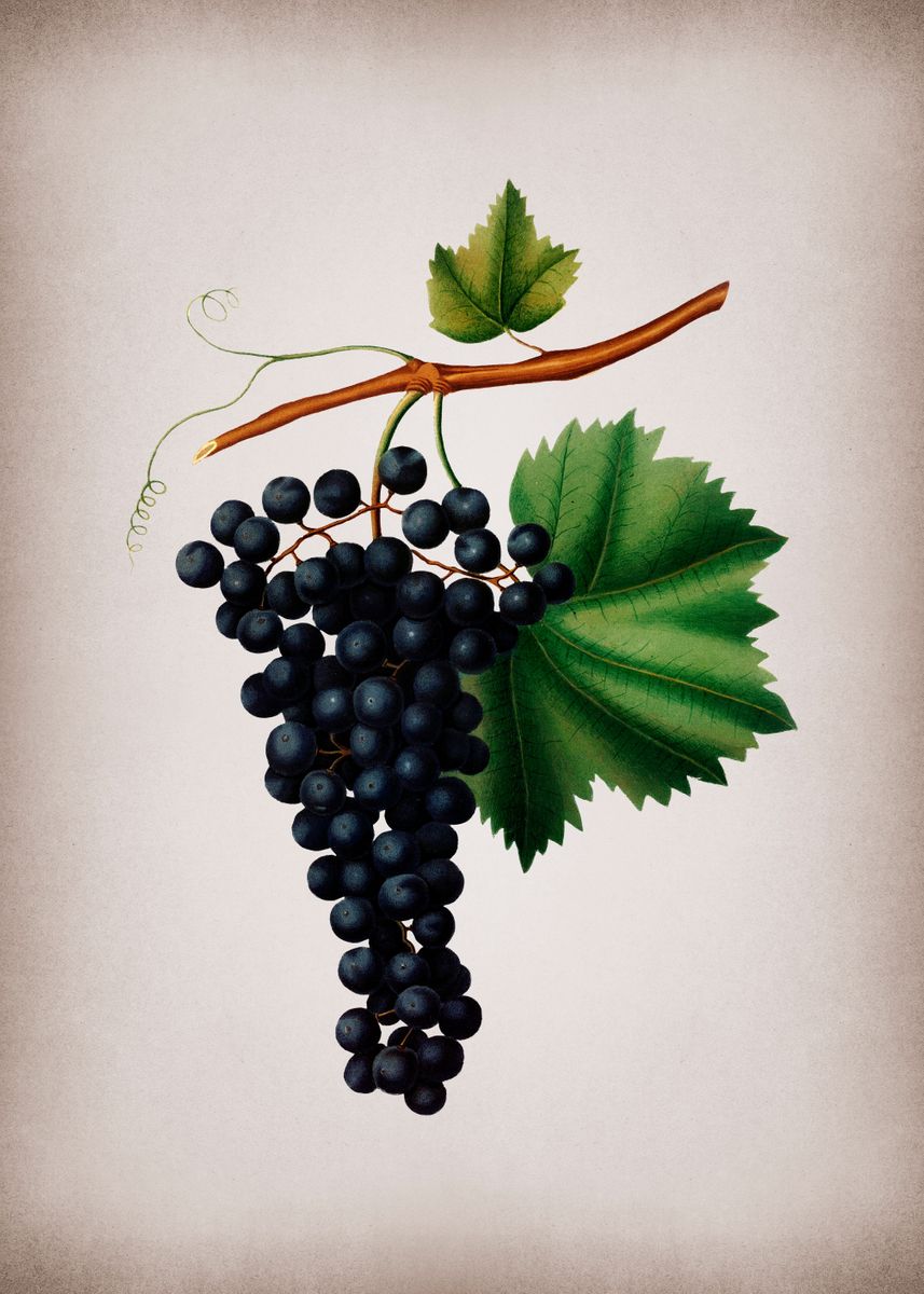 'Grape Drawing on Parchment' Poster by Holy Rock Design | Displate