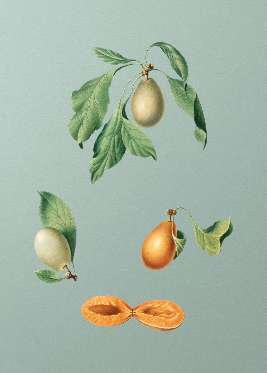 'Vintage Prune Painting ' Poster by Holy Rock Design | Displate