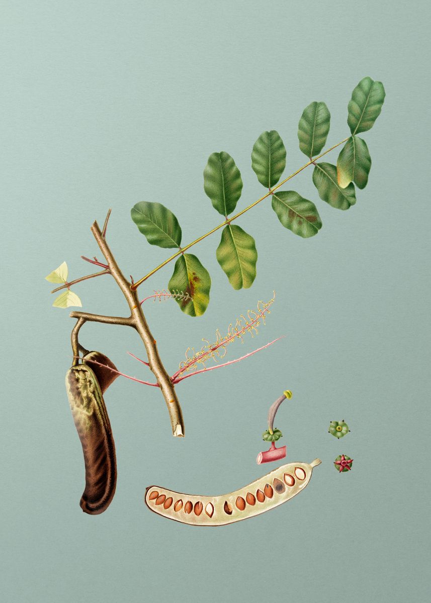 'Vintage Carob Fruit Poster' Poster by Holy Rock Design | Displate