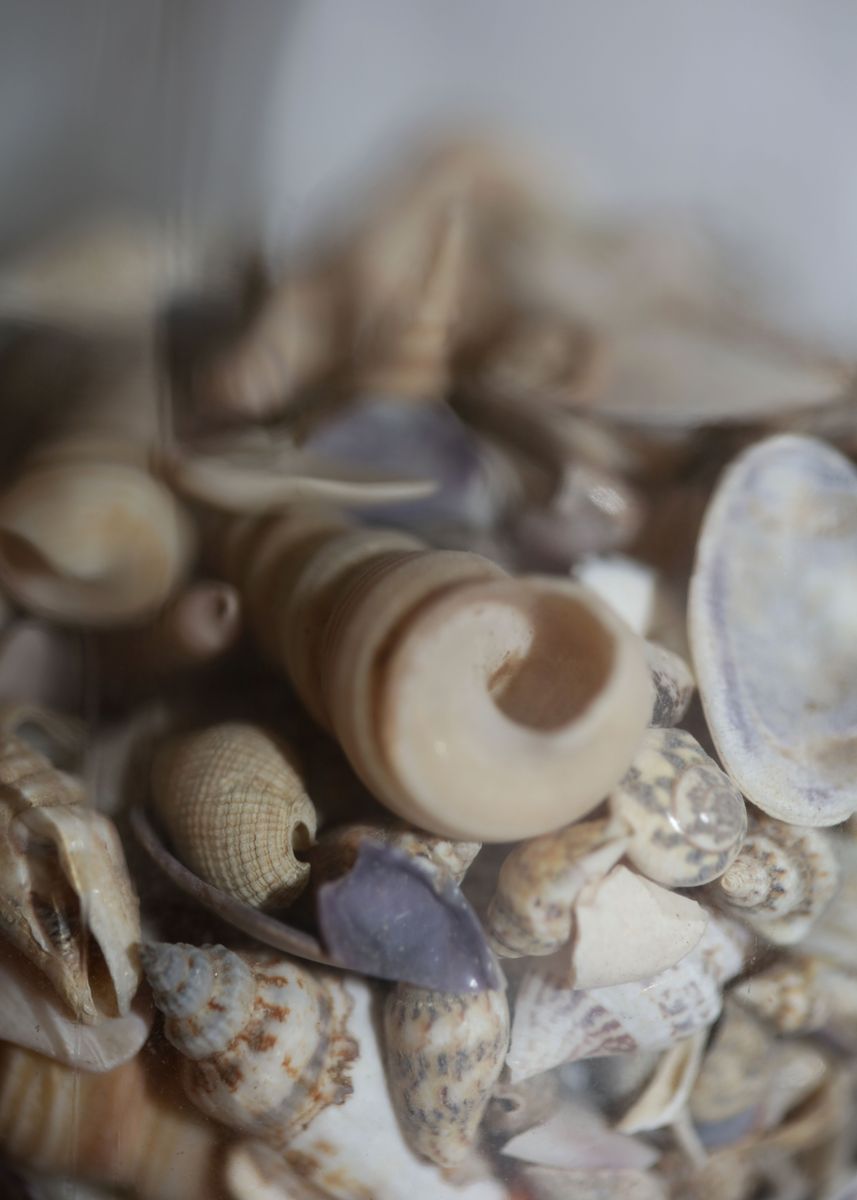 'Greek shells on elafonisi' Poster, picture, metal print, paint by ...