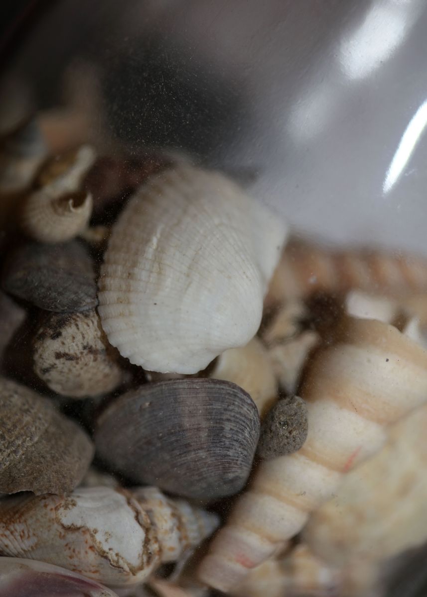 'Greek shells on elafonisi' Poster by BakalaeroZz Photography | Displate