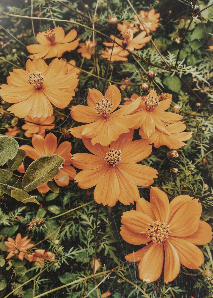 'Flower power' Poster by Alex Collections | Displate