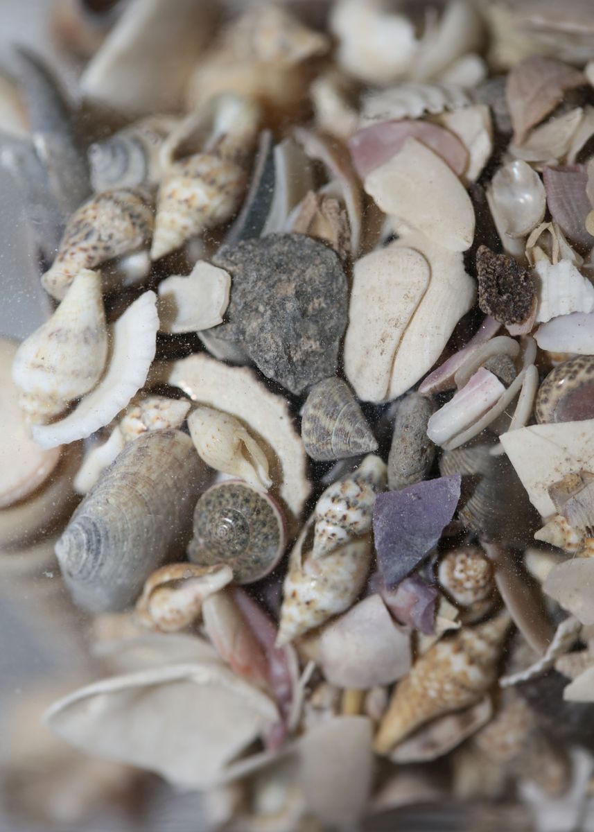 'Greek shells on elafonisi' Poster, picture, metal print, paint by ...