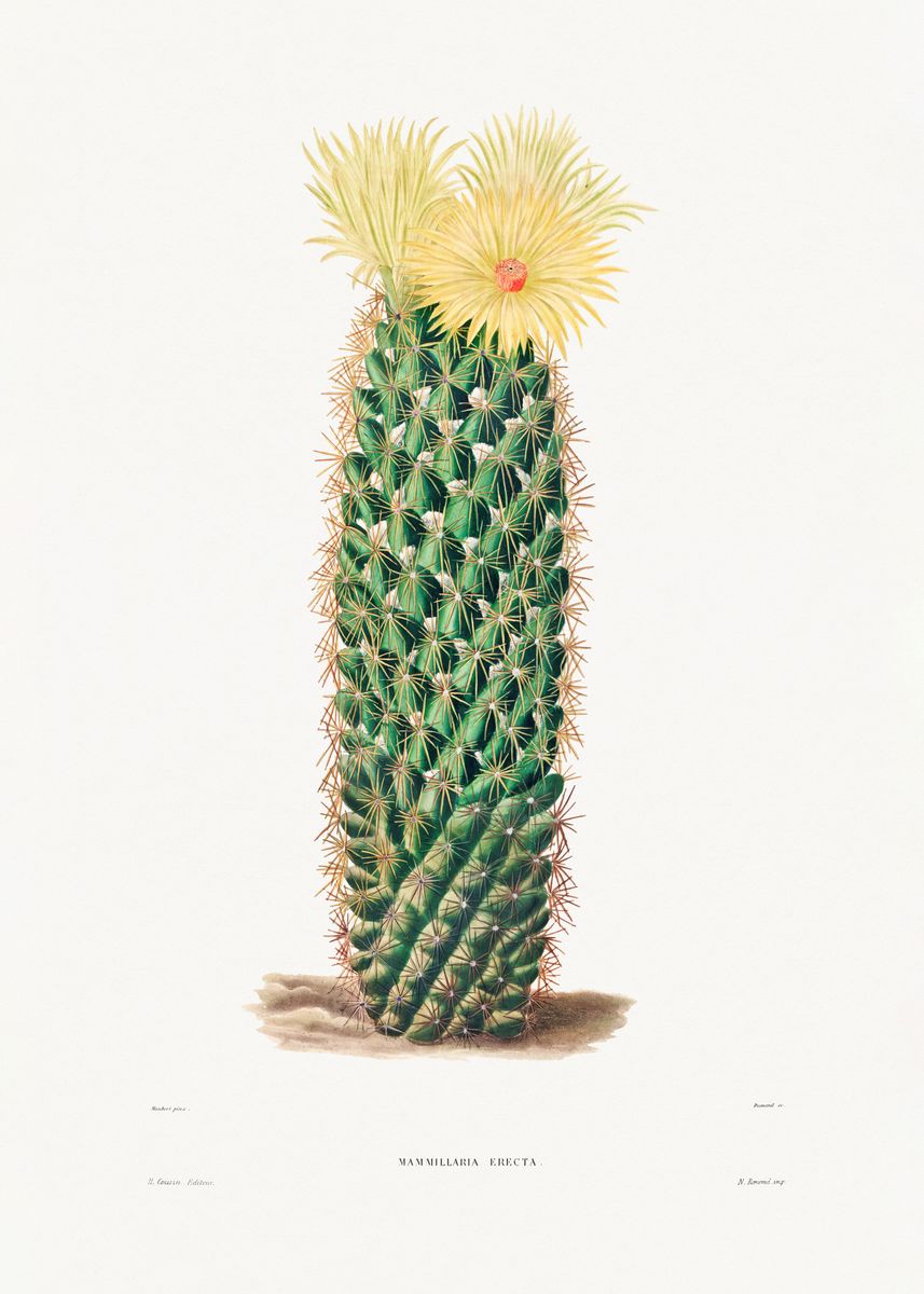 'Hedgehog Cactus ' Poster, picture, metal print, paint by tony4urban ...