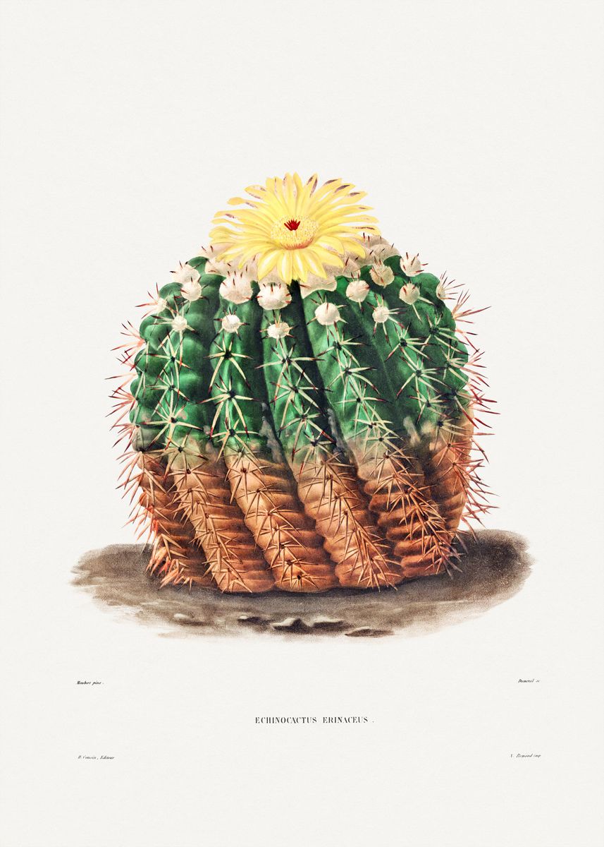 'Golden Barrel Cactus' Poster, picture, metal print, paint by ...