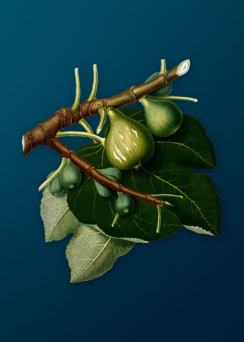 'Vintage Figs Illustration' Poster, picture, metal print, paint by Holy ...