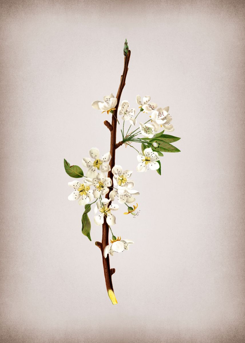 'Vintage Musky Pear Flower' Poster, picture, metal print, paint by Holy ...