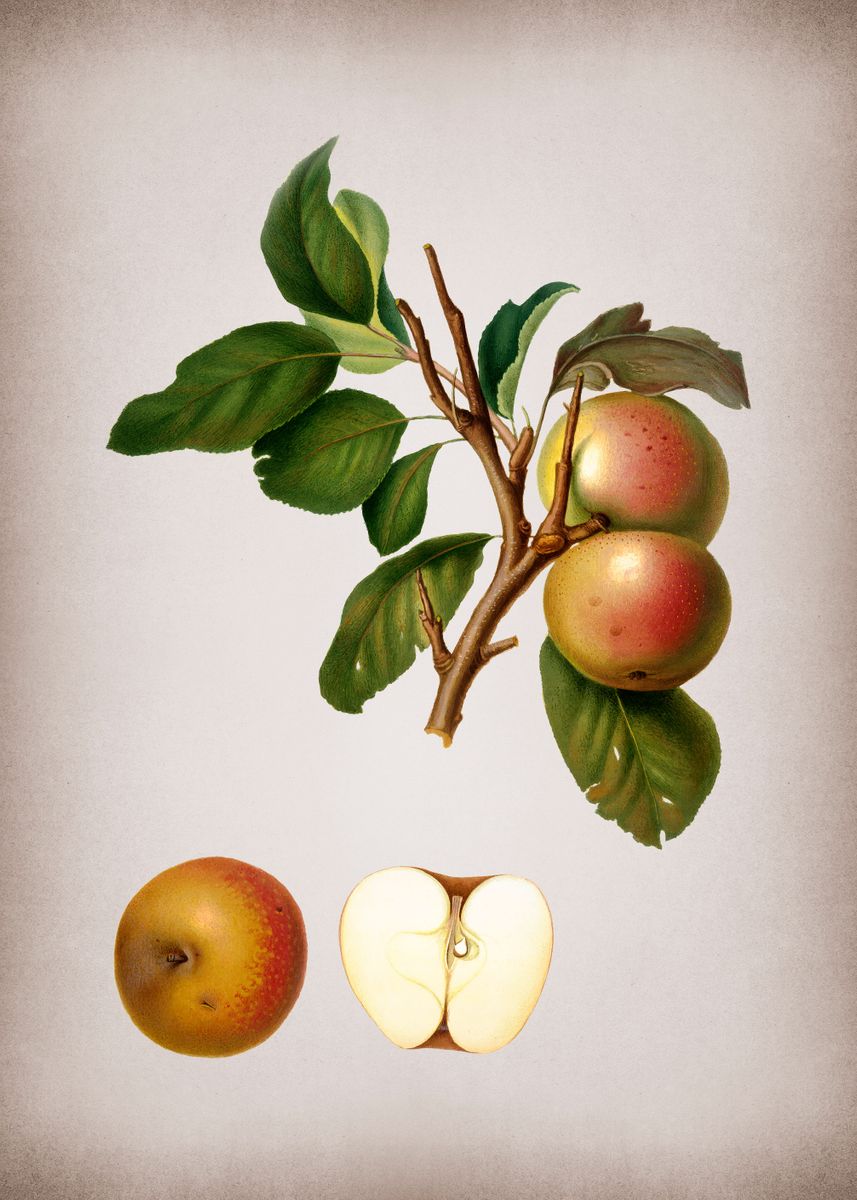'Vintage Apple Illustration' Poster, picture, metal print, paint by ...