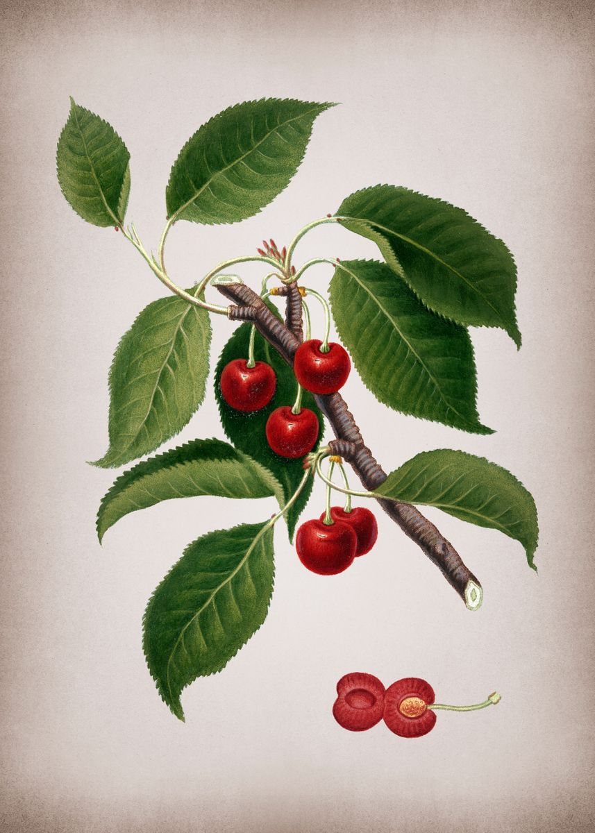 'Vintage Cherry Poster Art' Poster, picture, metal print, paint by Holy ...