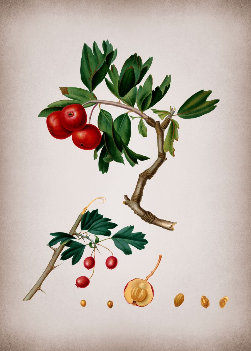 'Vintage Prune Illustration' Poster, picture, metal print, paint by ...