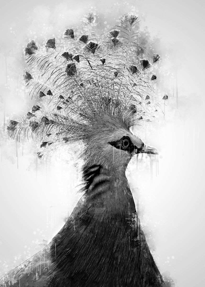 'Victoria Crowned Dove BW' Poster by Cornel Vlad | Displate