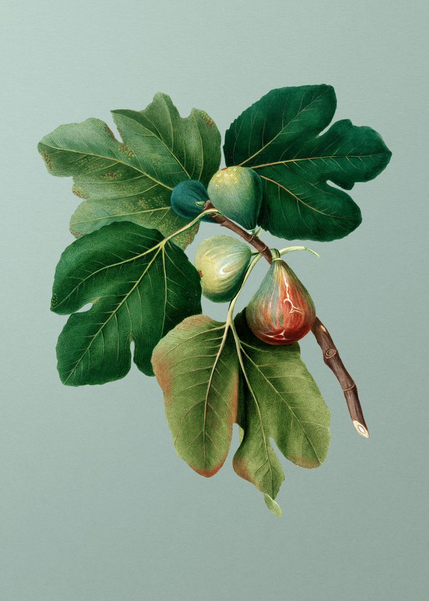 'Vintage Common Fig Fruits' Poster by Holy Rock Design | Displate