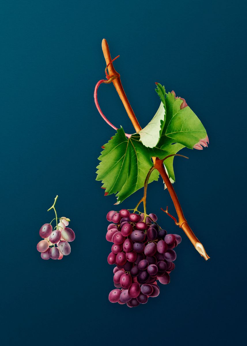 'Vintage Grape Barbarossa' Poster, picture, metal print, paint by Holy ...