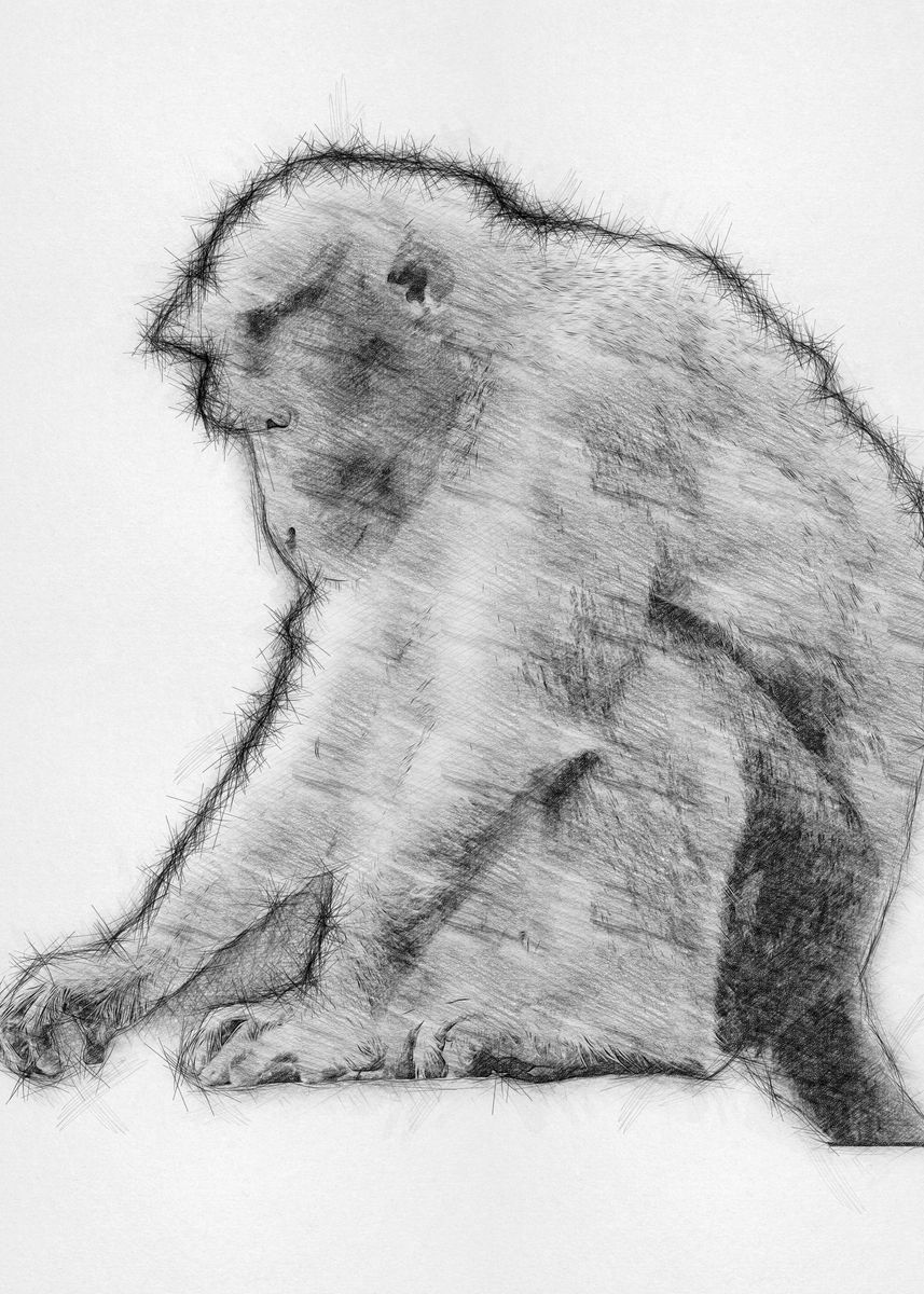 'Moneky Sketch Drawing Arts' Poster, picture, metal print, paint by ...