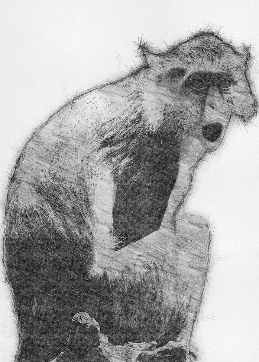 'Moneky Sketch Drawing Arts' Poster, picture, metal print, paint by ...