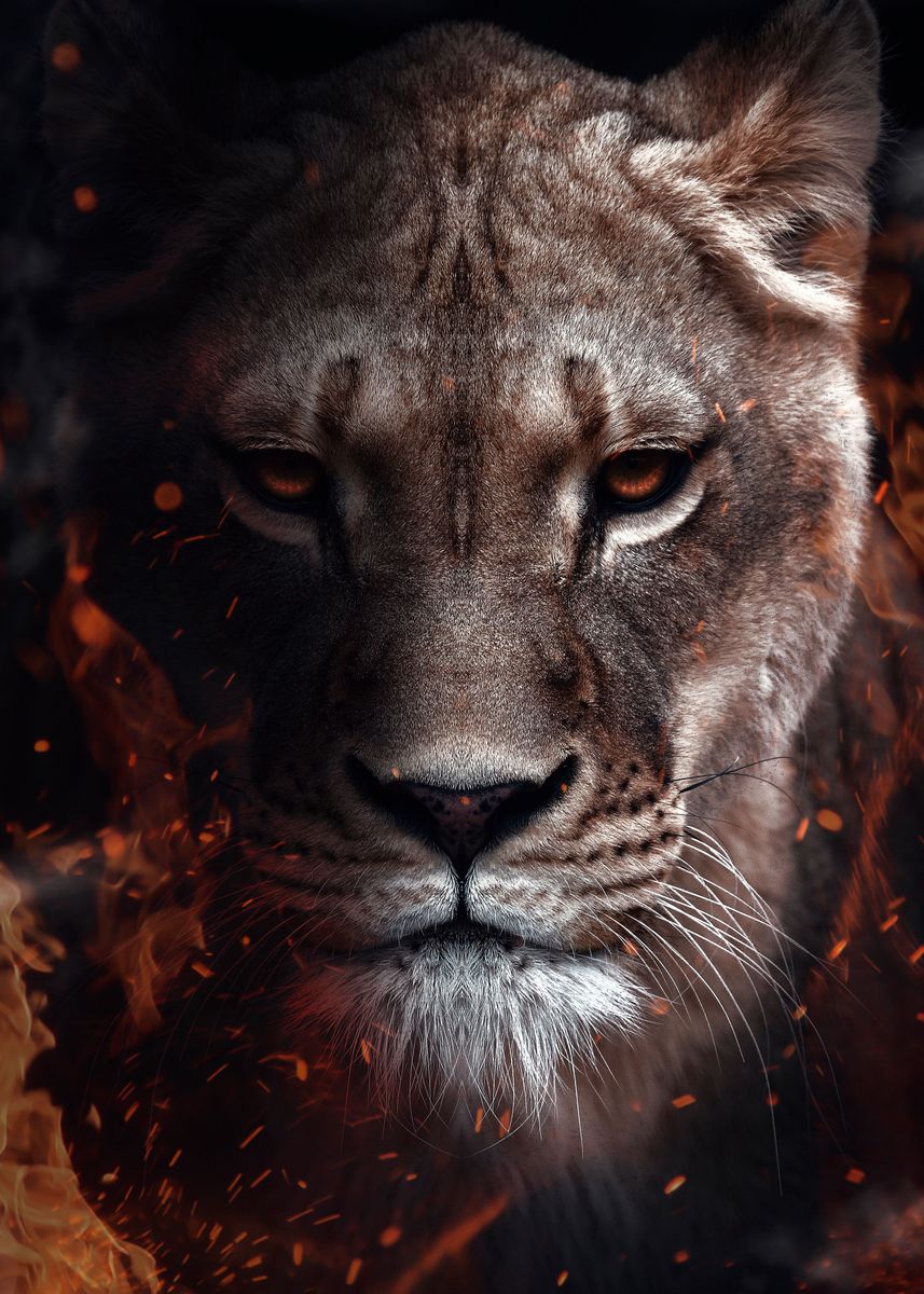 Lioness Face Wallpaper